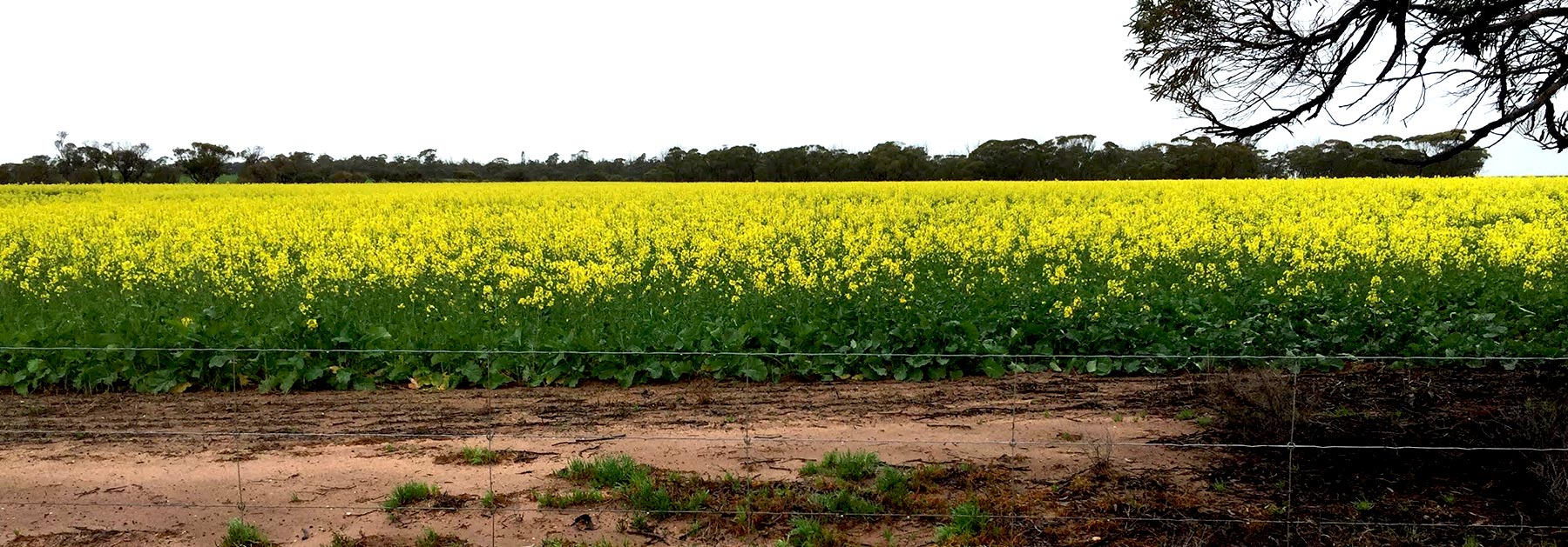 Farmers First - Multi Peril Crop Insurance - Farmers First